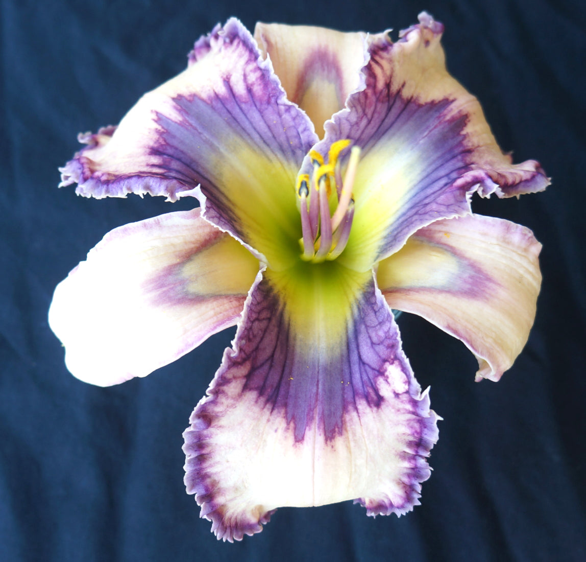 Blue Taco – Linda Daylily Farm