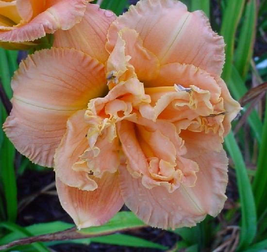 Bobo Anne – Linda Daylily Farm