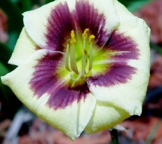 Joy Giver – Linda Daylily Farm