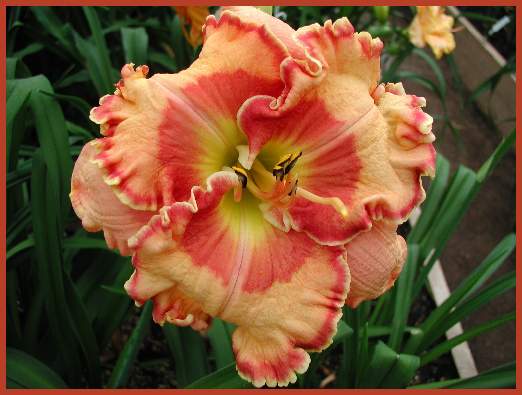 Border Blessed – Linda Daylily Farm
